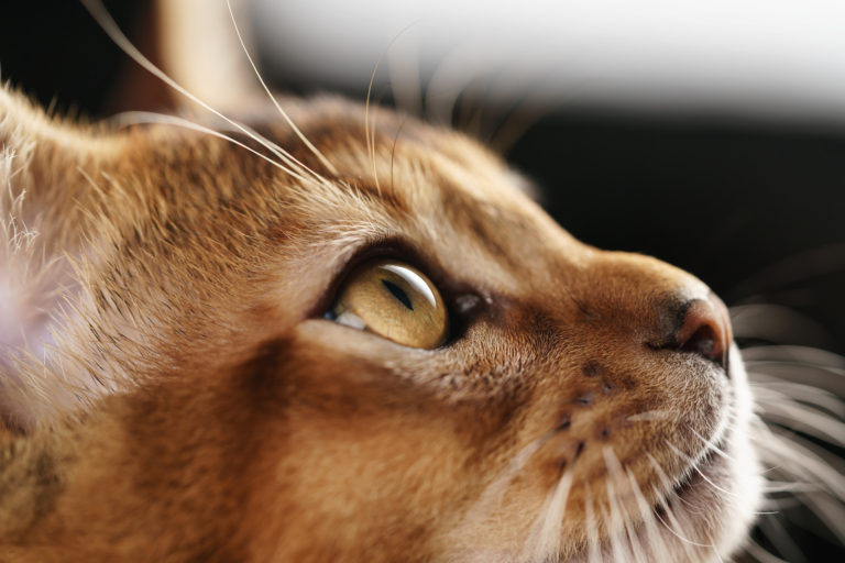 Abyssinian Photo Gallery - AbyssinianCat.org