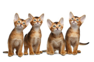 Abyssinian Photo Gallery - AbyssinianCat.org